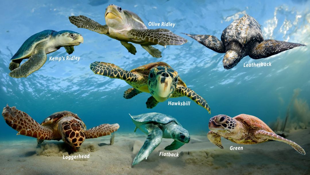 How many known Turtles live in the Sea? - Turtle Snorkeling Oahu ...