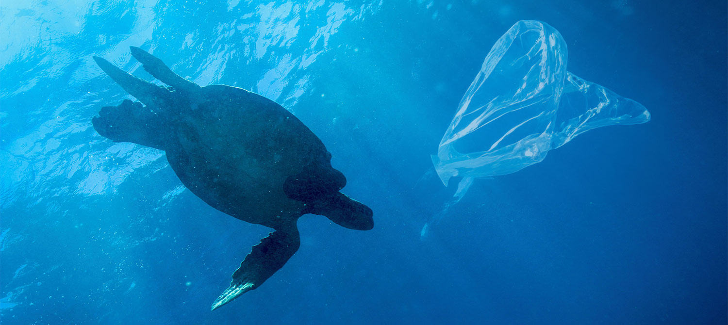 Sea Turtles and Plastic Pollution: A Growing Threat - Turtle Snorkeling ...