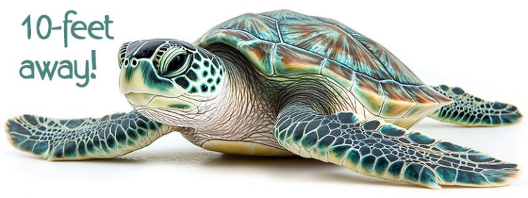 Can you pet or touch a sea turtle in Hawaii? - Turtle Snorkeling Oahu ...