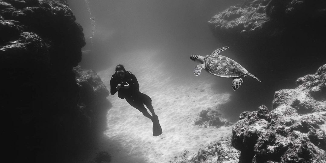 Where to Snorkel with Turtles on Oahu (Beyond the Crowds) - Turtle ...