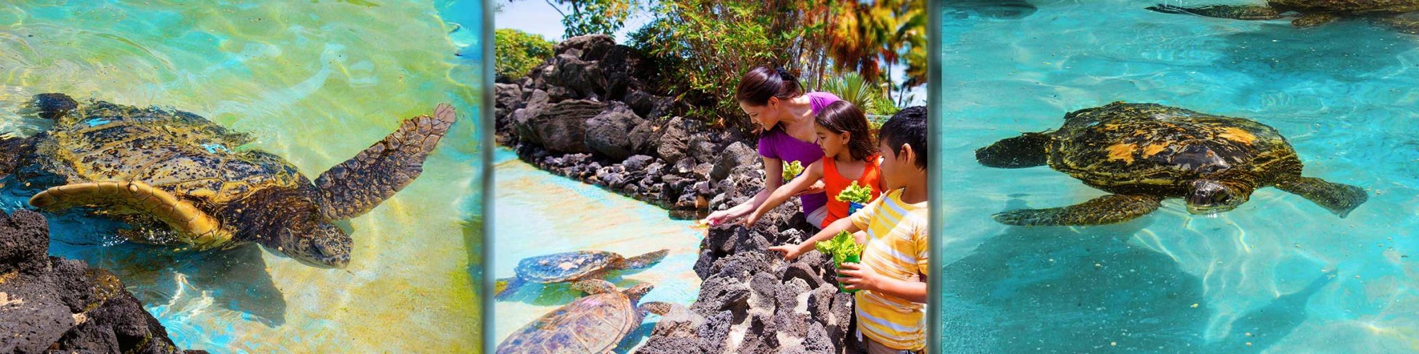 In One Day: Turtle Snorkel Oahu, Sea Life Park, Aloha Kai Luau - Turtle ...