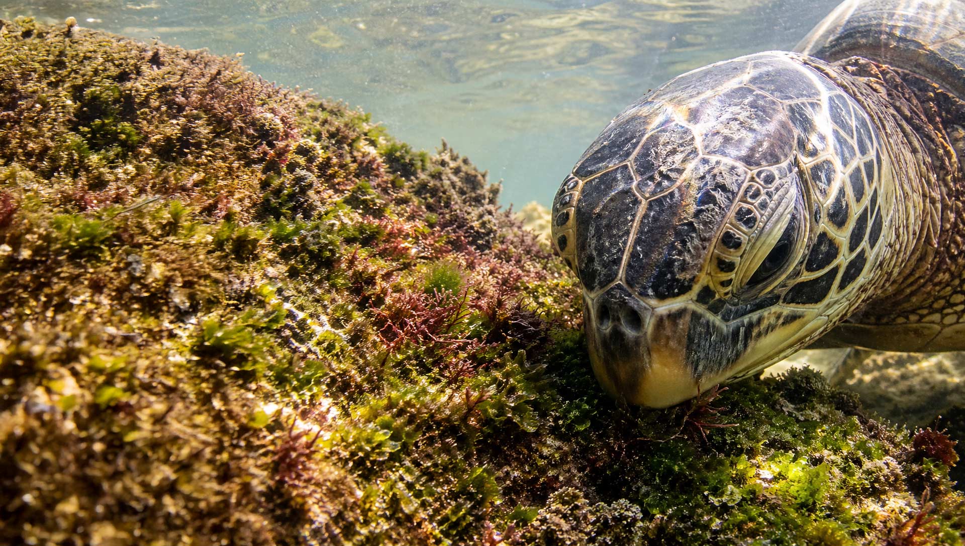 What Do Hawaiian Green Sea Turtles Actually Eat? - Turtle Snorkeling ...