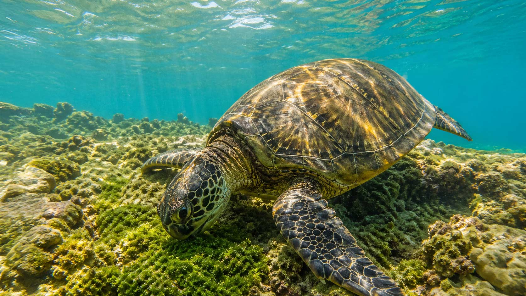 What Do Hawaiian Green Sea Turtles Actually Eat? - Turtle Snorkeling ...