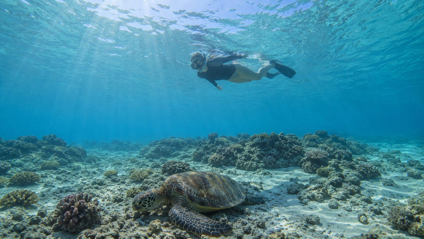 Waikiki Turtles And Snorkeling: Your Complete 2026 Guide - Turtle ...